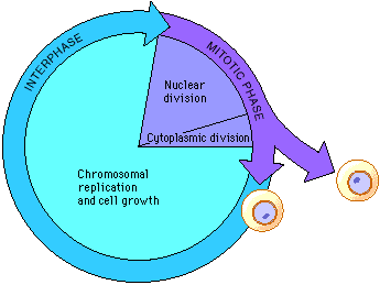 mitosis cycle phases
