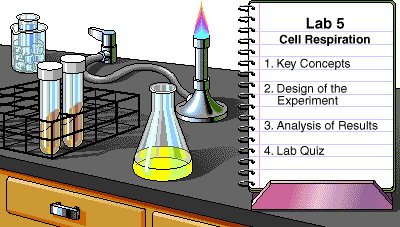 Cell Respiration: Introduction