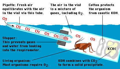 respirometer lab